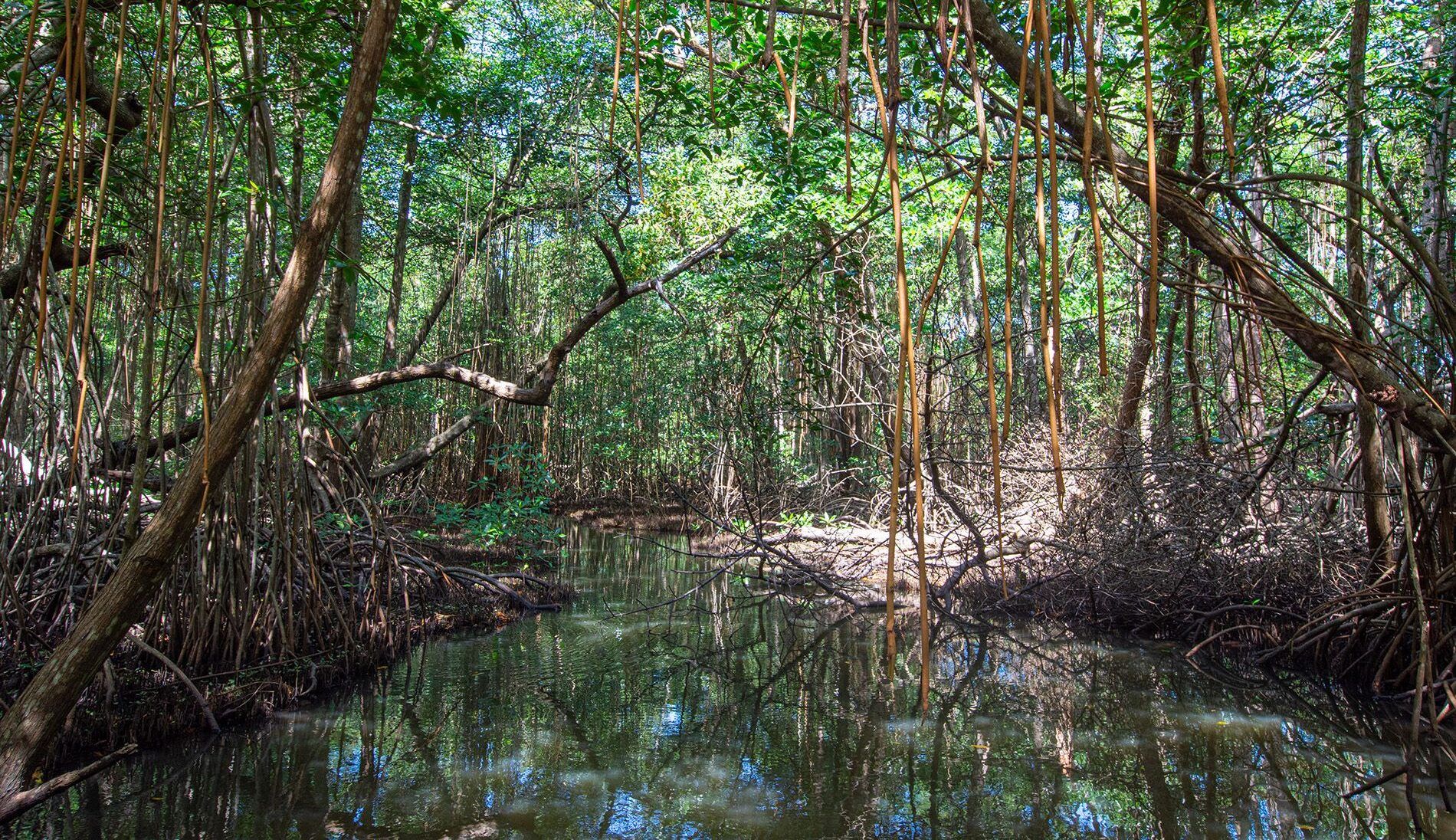 Manglares de la costa ecuatoriana » TriSabio